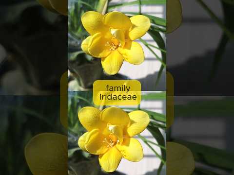 #yellow symbolizes #friendship and is as a wedding #bouquet, #flower color many.