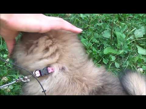 Super Pomeranian Puppies, Super Pom Puppies, aka Pomeranian Throwback Puppies