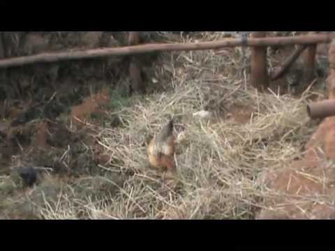 Fiompiana Akoho Gasy | Fifanampiana Malagasy