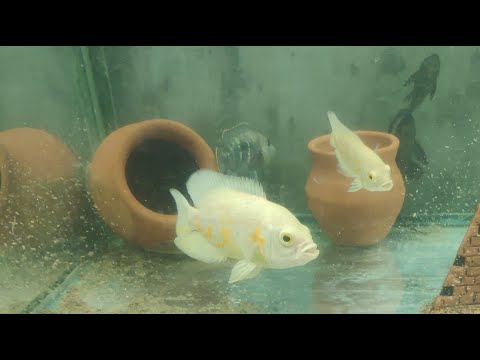 oscar fish tank setup ❤️