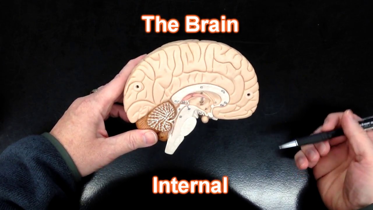 The Brain - Internal View