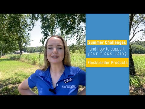 Summer Challenges and How to Support Your Flock Using FlockLeader Products
