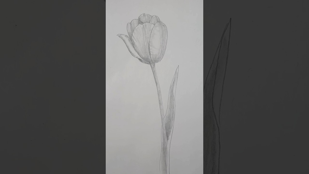 The easy way to draw a tulip 🌷 Drawing lesson for beginners