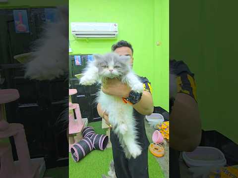 Persian Cat Sell in Low Price 🔥 #shorts #dogs #persiancat