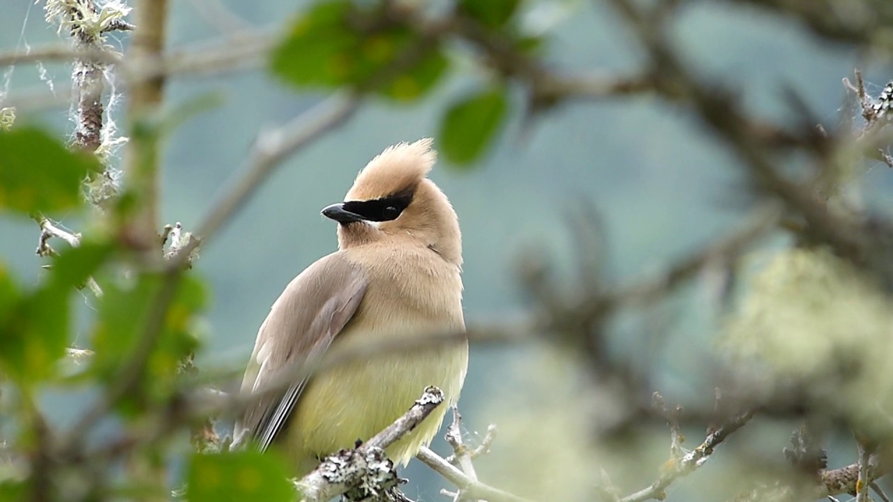 CVWMA - Cedar Waxwings