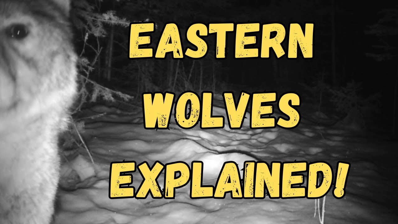Eastern Wolves vs Coyotes – Here’s the Truth!