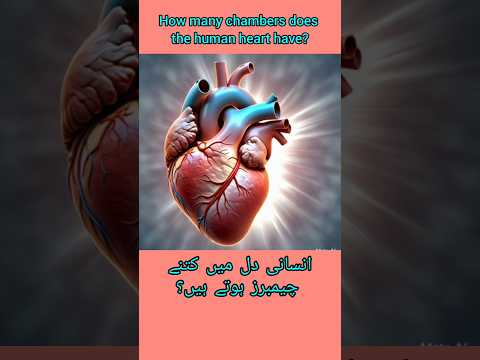 How many chambers does the human heart have? #viralvideo