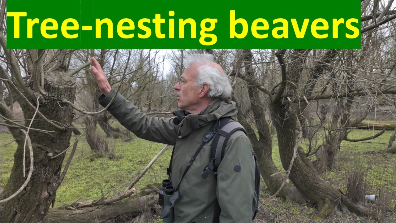How do beavers survive flooding?