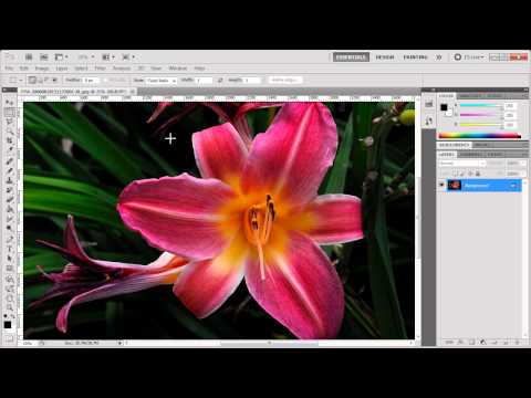 Photoshop, View Settings, Actual Pixels, Fit on Screen, Print Size, Zoom In, Zoom Out, Select Area