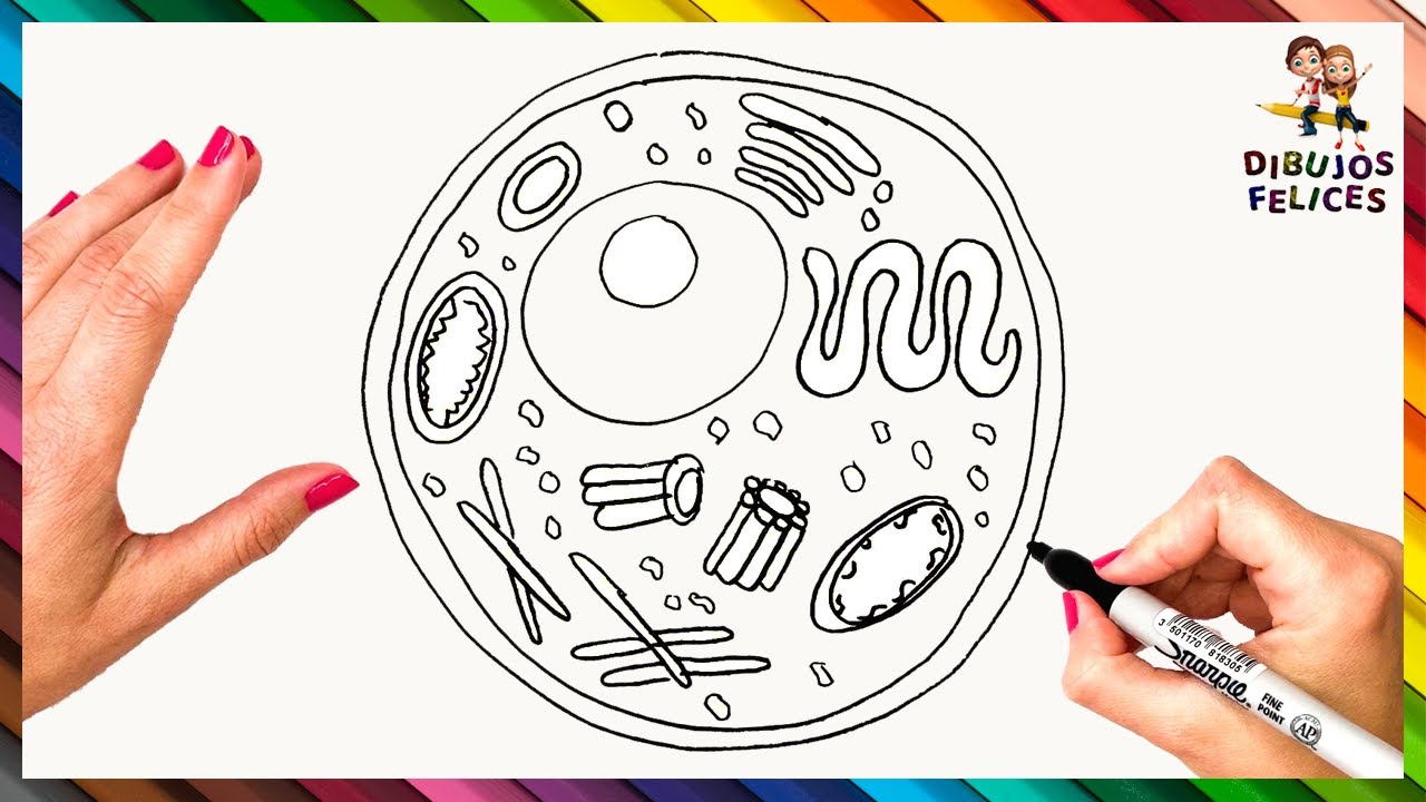 Cómo Dibujar Una Célula Animal Paso A Paso - Dibujo De Célula Animal