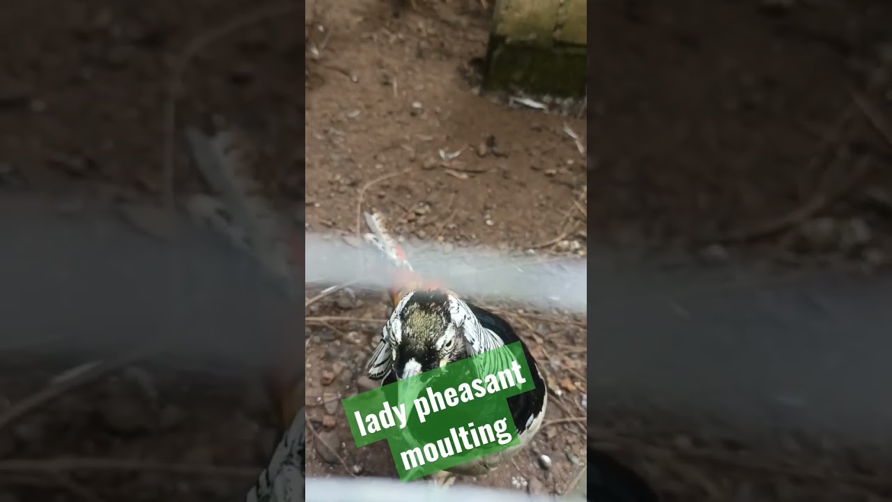 Lady amherst pheasant Moulting