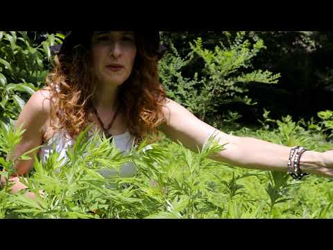 Mugwort ( Artemisia Vulgaris ) - Moon Garden Teas & Herbals