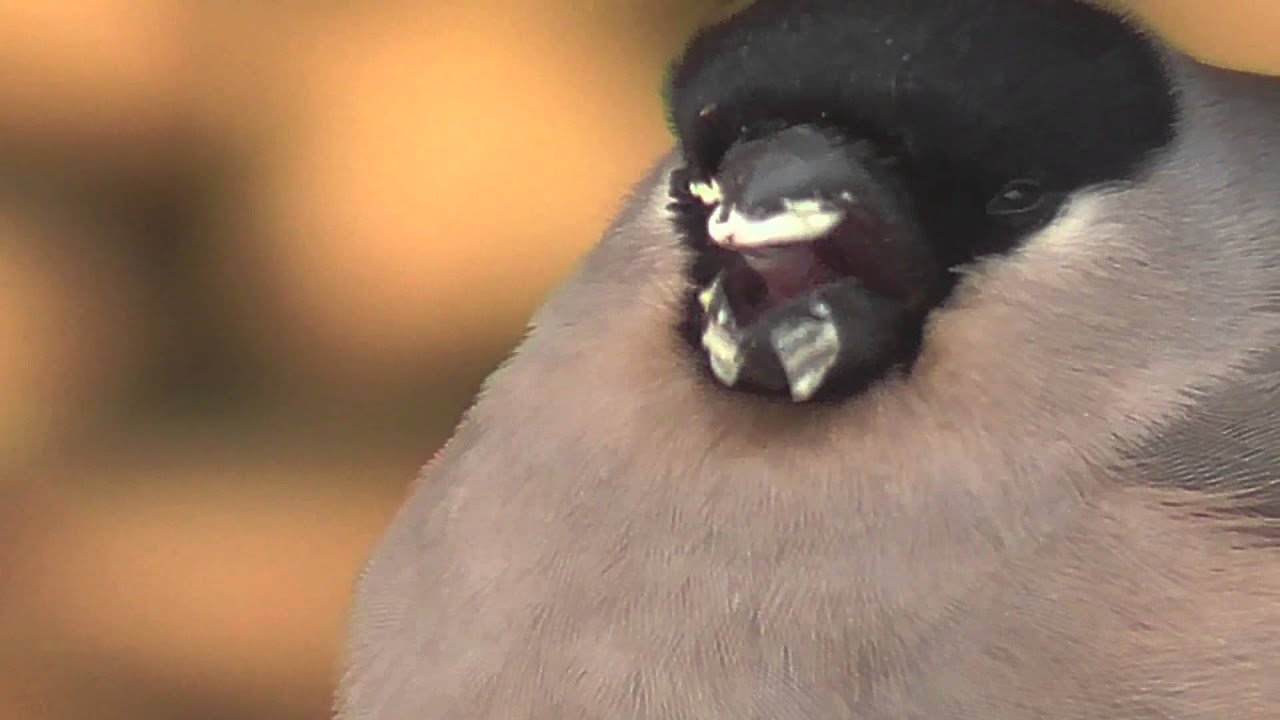 Funny fat bird from Finland 1
