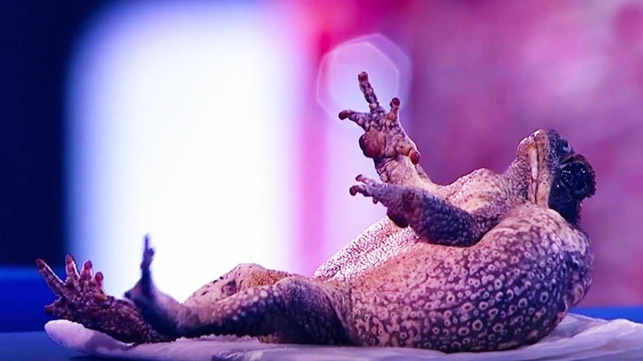 These Things Can Hypnotize Animals Immediately!