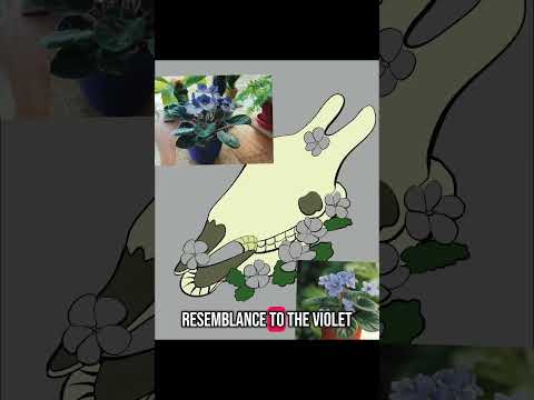 Fun facts about the African violet and a timelapse of my giraffe skull surrounded by African violets