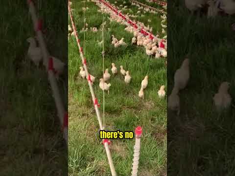 A Mobile Chicken Farm! 🐔