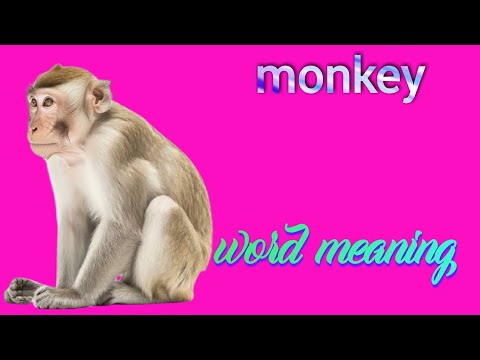 बन्दर को इंग्लिश में क्या कहते हैं | monkey meaning in hindi | bandar ko english mein kya kahate hai