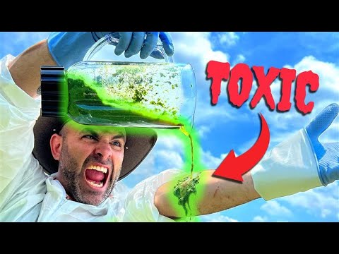Poison Ivy Smoothie - BIG MISTAKE!