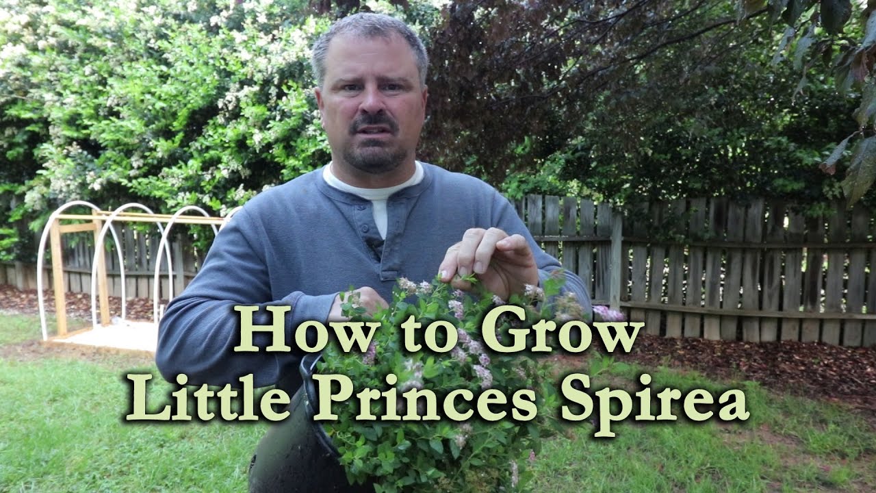 How to grow Little Princess Spirea with a detailed description