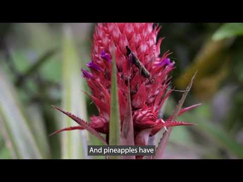 John's Cool Blooms & Interesting Plants, ananas comosus