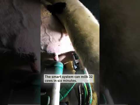 Chinese dairy farm adopts automated milking system to save labor