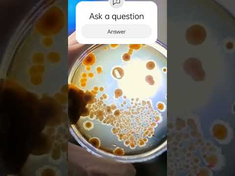 Agar Powder - Agar Agar Powder Latest Price, Manufacturers & Suppliers