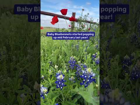 BEST BLUEBONNET SPOTS AROUND TEXAS!