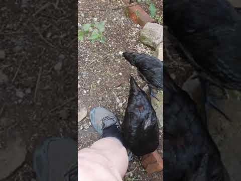 Say Hello to my little friends! Ayam Cemani chickens