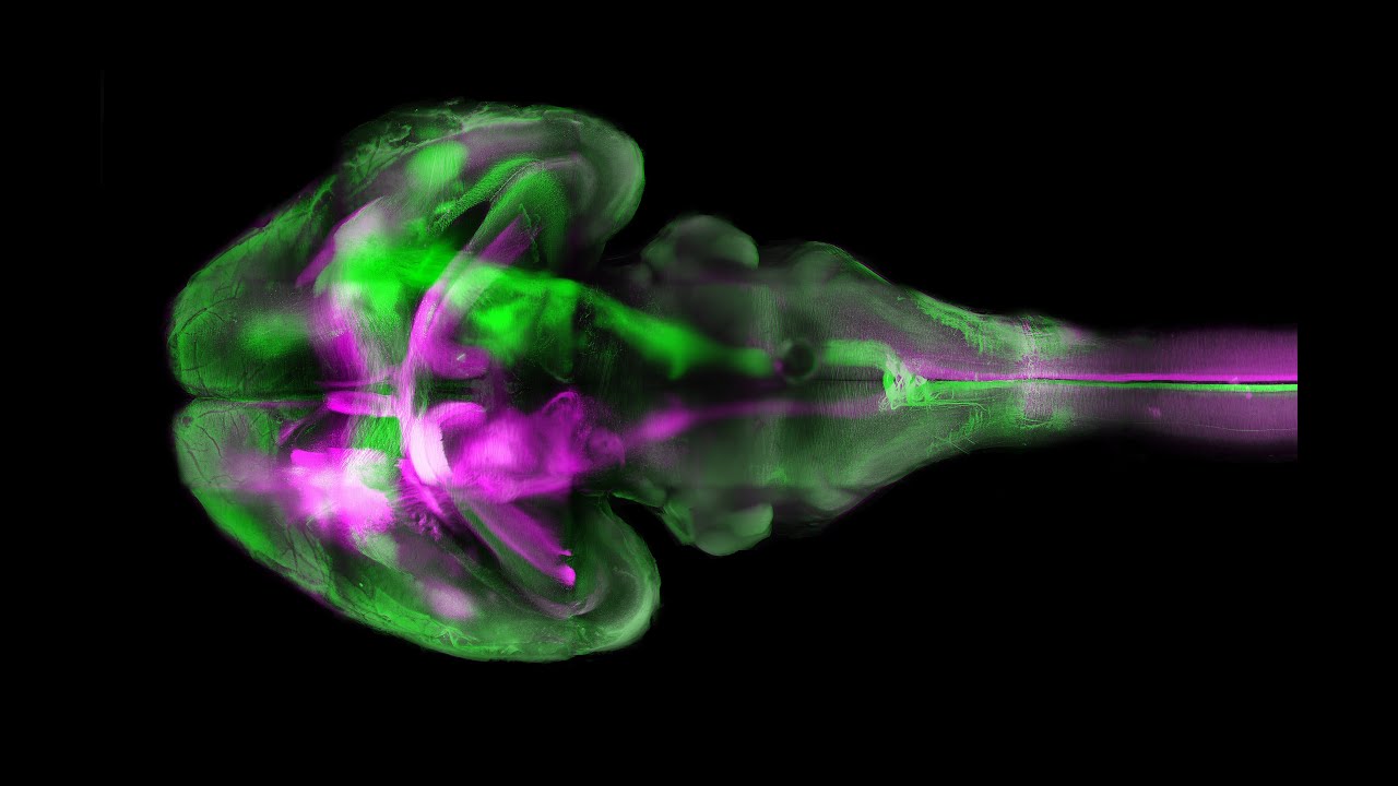 Mouse’s body made entirely transparent to reveal nervous system