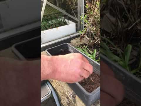 Grow your own tabacco from seeds amber leaf gold Virginia