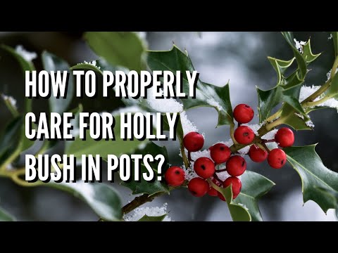 How to properly care for Holly Bush in pots?