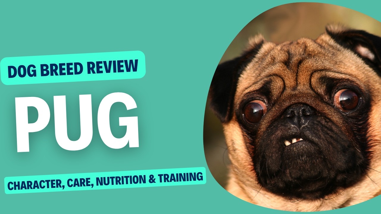 Pug Dog Breed Guide 🐾 Personality, Care, Nutrition & Training