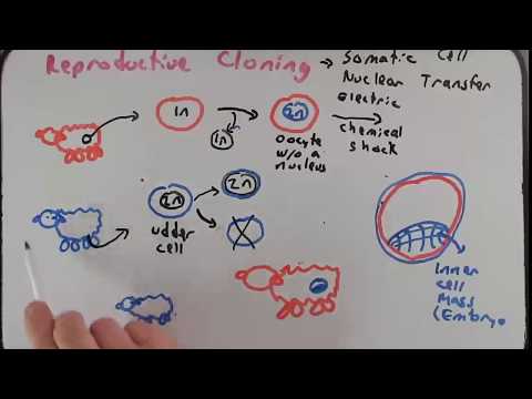 Reporductive and Therapeutic cloning