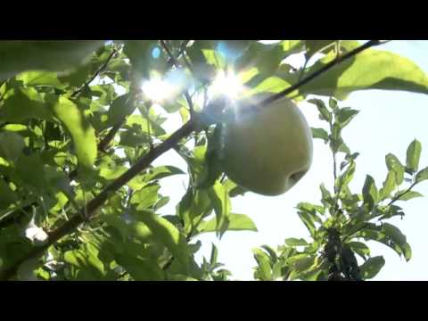 Bad weather pinches apple orchard owners