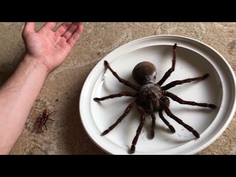 You won’t believe the size of this spider! « Why Evolution Is True