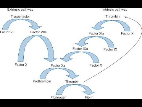 Diagrams and Detailed discussion of Extrinsic pathway of Blood coagulation (Tissue factor pathway)