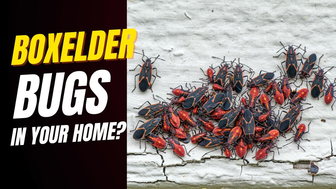 Boxelder Bugs in Your SW Washington Home? Here's What You Need to Know!