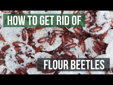 How to Get Rid of Flour Beetles (4 Easy Steps)