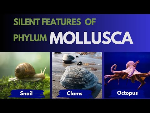 Mollusca | Characteristic features with examples |#zoology #invertebrate #ncert