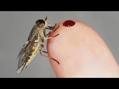 Horse Flies: Facts vs. Myths!
