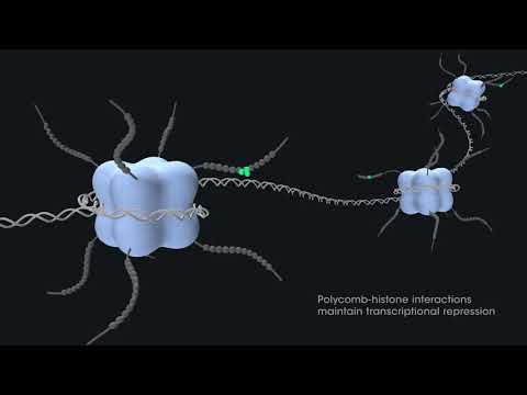 Gene regulation with PRC2 and PRC1