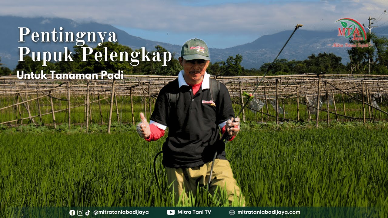 Petani ini Ungkap Kunci Padi Tetap Subur dan Bernas: “Jangan Hanya ...