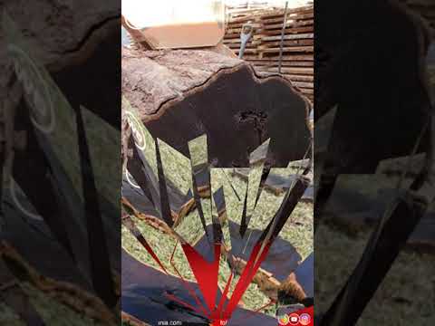 Not sandalwood, THIS is world's most expensive wood, worth 10 tola gold