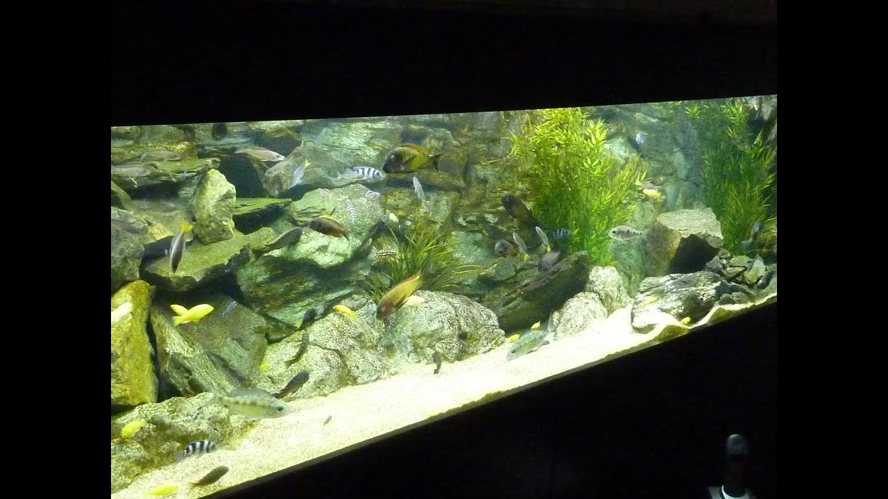 Emerald Green Corydoras Catfish – Brochis Splendens – Tropical Fish Site