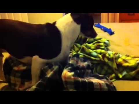 Ace and colt rat terriers