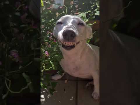 MEME FUNNY DOG SMILE😂😂😂#shorts #videoshort