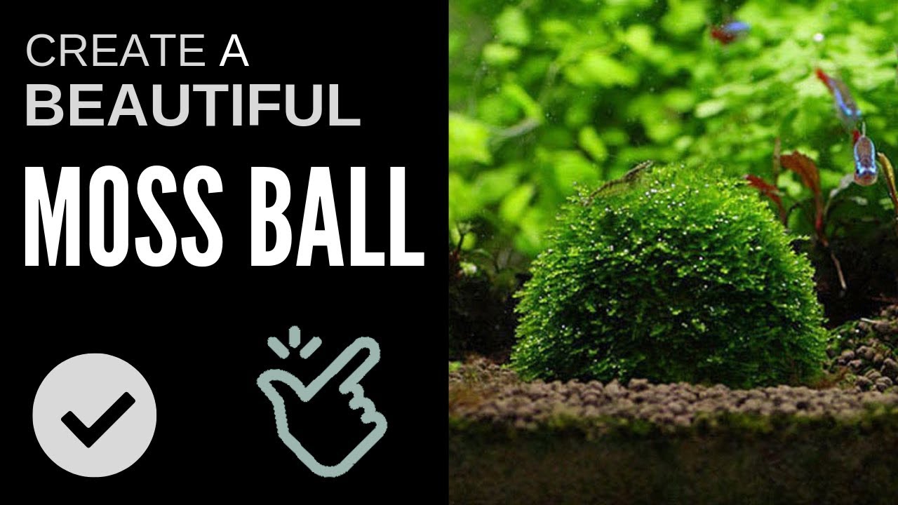 How to Easily Make a Moss Ball for Your Aquarium