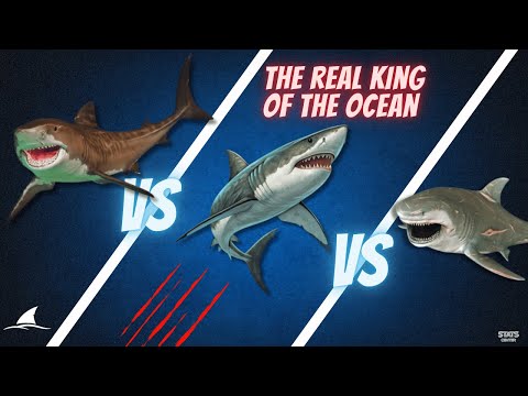Tiger Shark vs Great White vs Bull Shark | The Ultimate Shark Showdown!