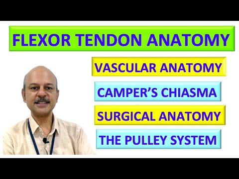 #Flexor tendon anatomy Complete