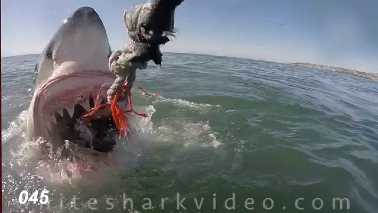 Shark Minutes: White Shark Tooth Exam